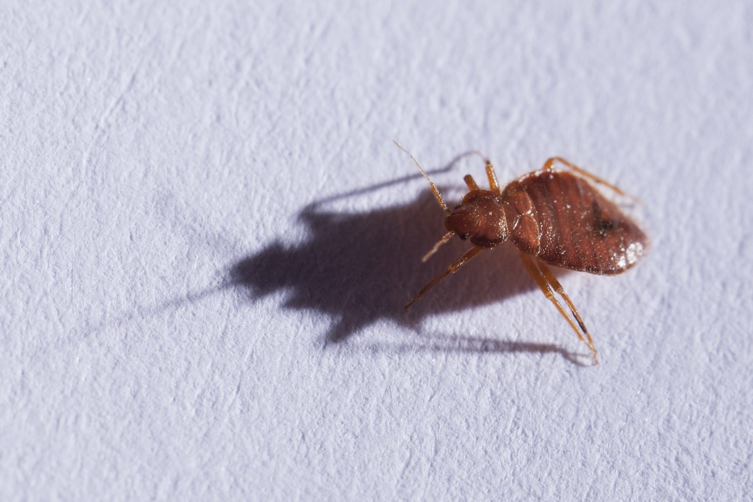 Natural and home remedies for bed bugs